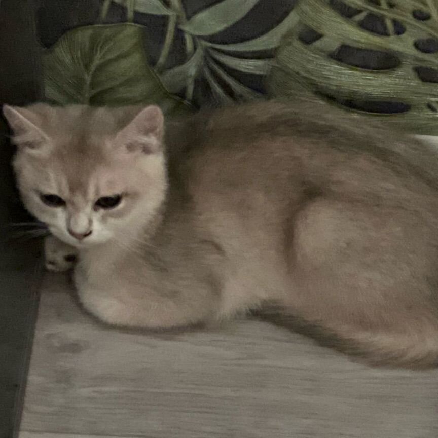 Шотландский прямоухий короткошёрстный котёнок