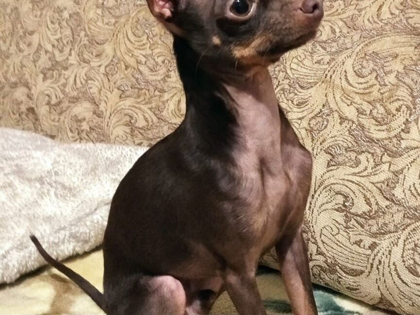 Мини той-терьер вязка