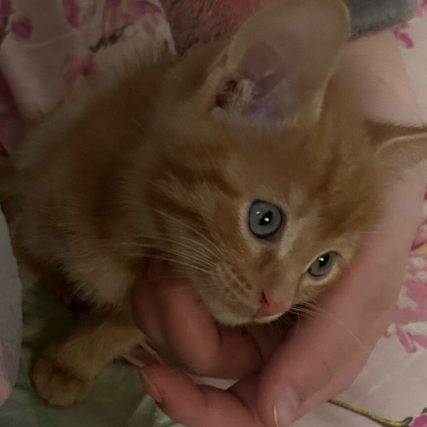 Котенок в добрые руки
