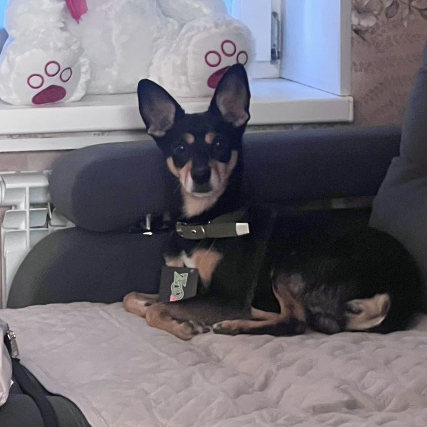 Найдена собака