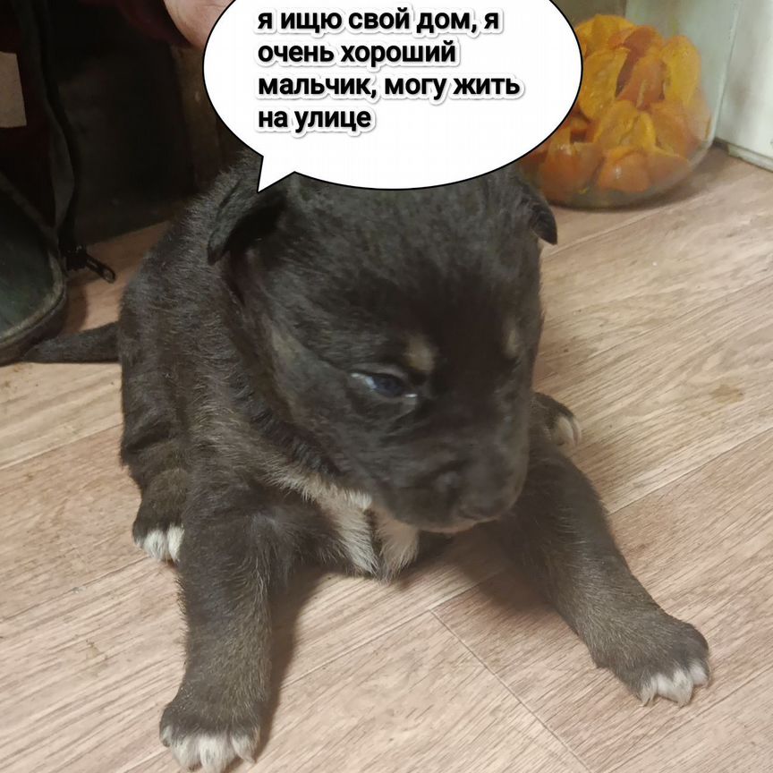 Щенки дворняжки бесплатно