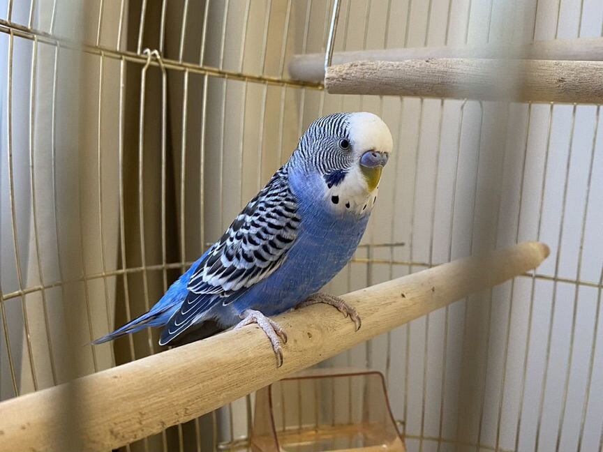 Попугай волнистый мальчик с клеткой