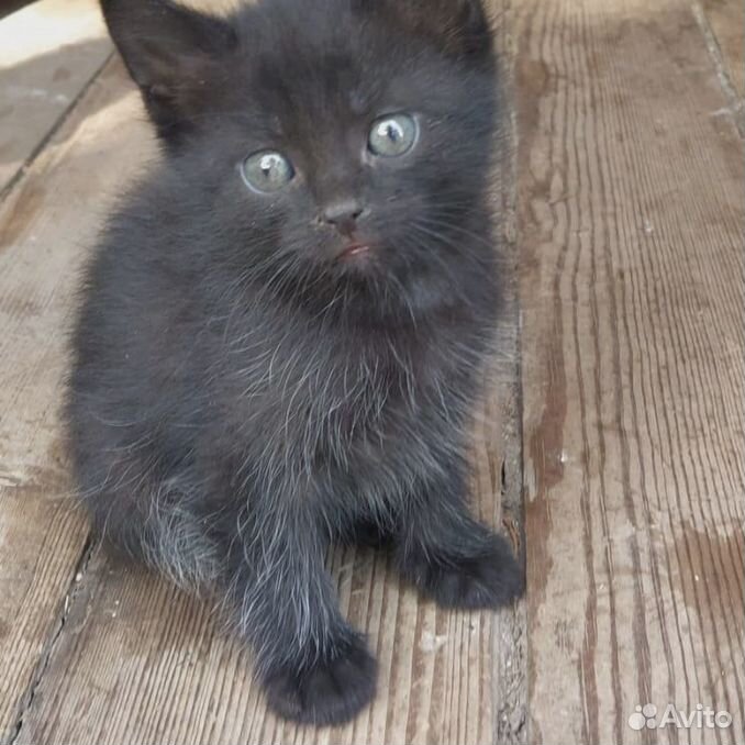 Котят выкинули. Нужен дом