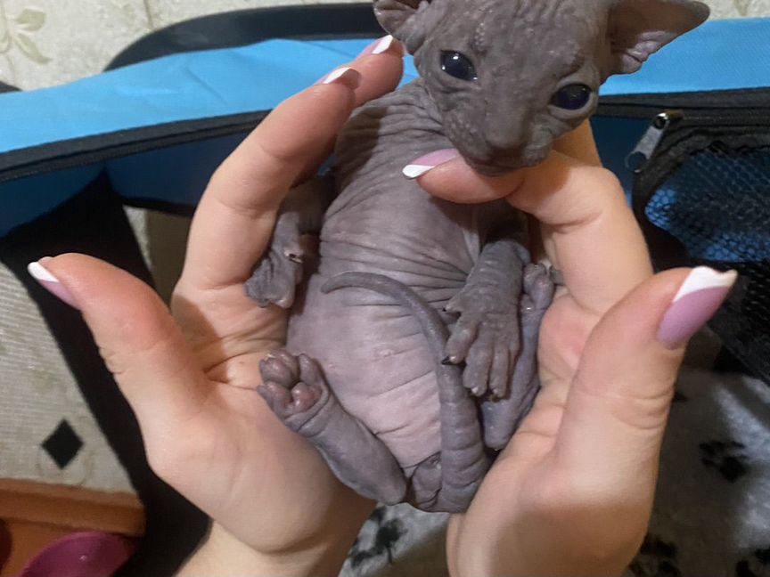 Канадский сфинкс