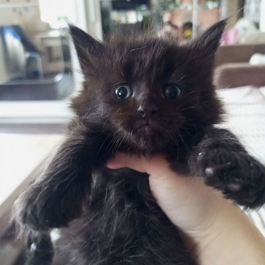 Котята мейн-кун