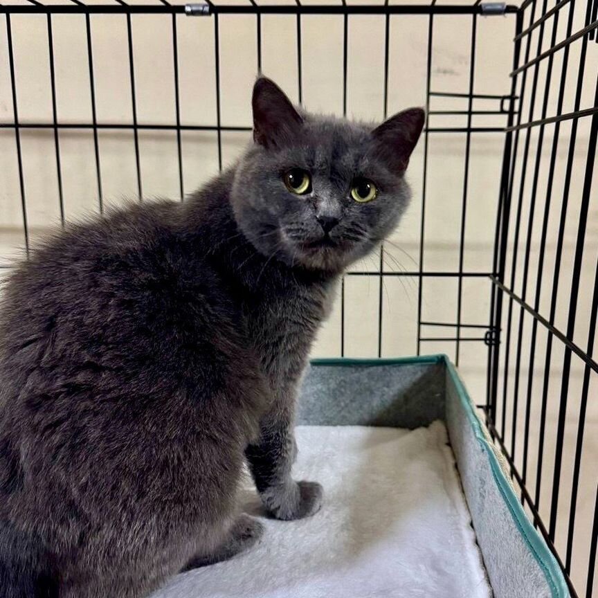 Милая кошечка ждет семью