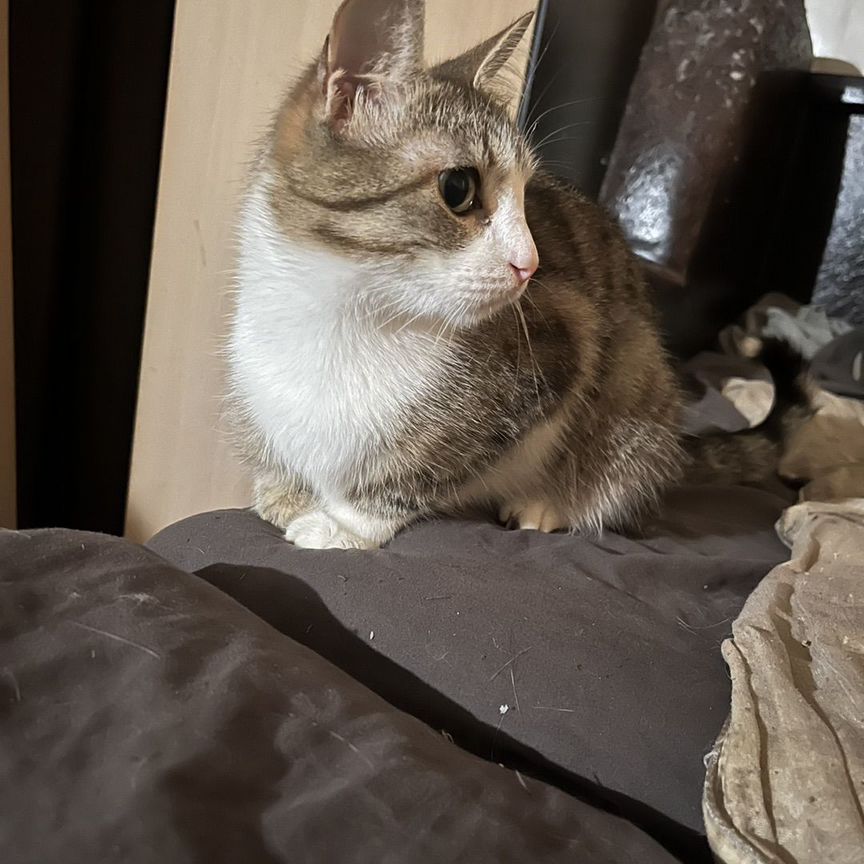 Кошка беспородная бесплатно