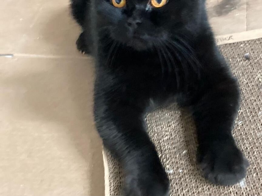 Британская кошка