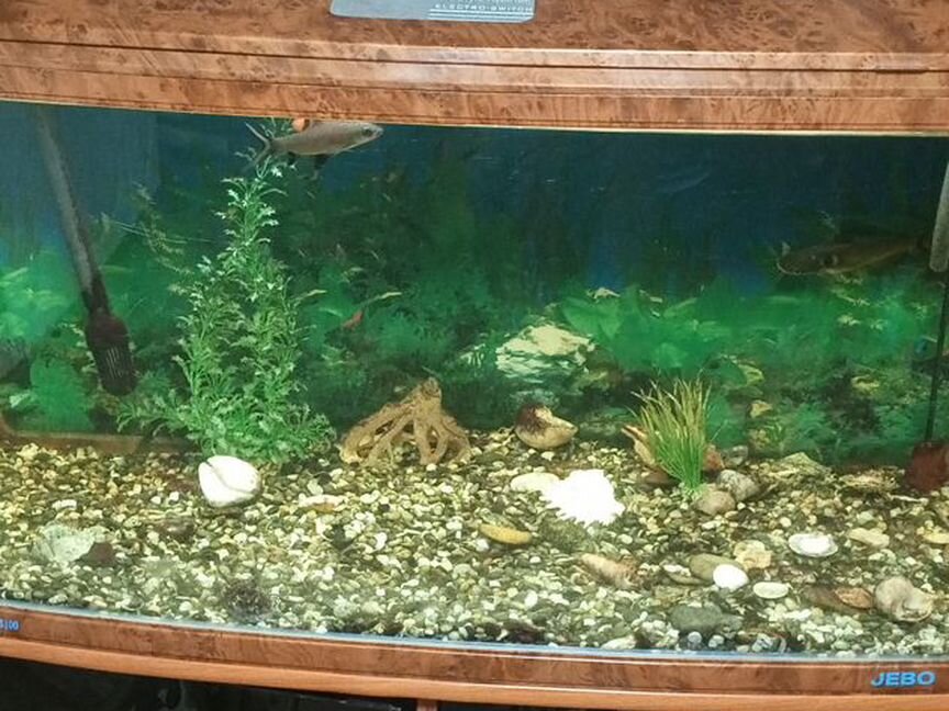 Аквариум джебо