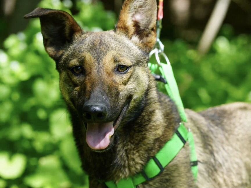 Нужна помощь бездомной собаки