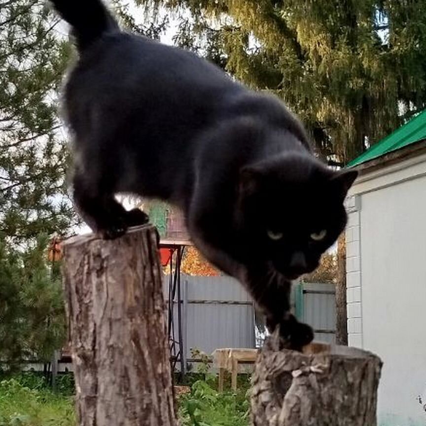 Взрослый кот от частного владельца