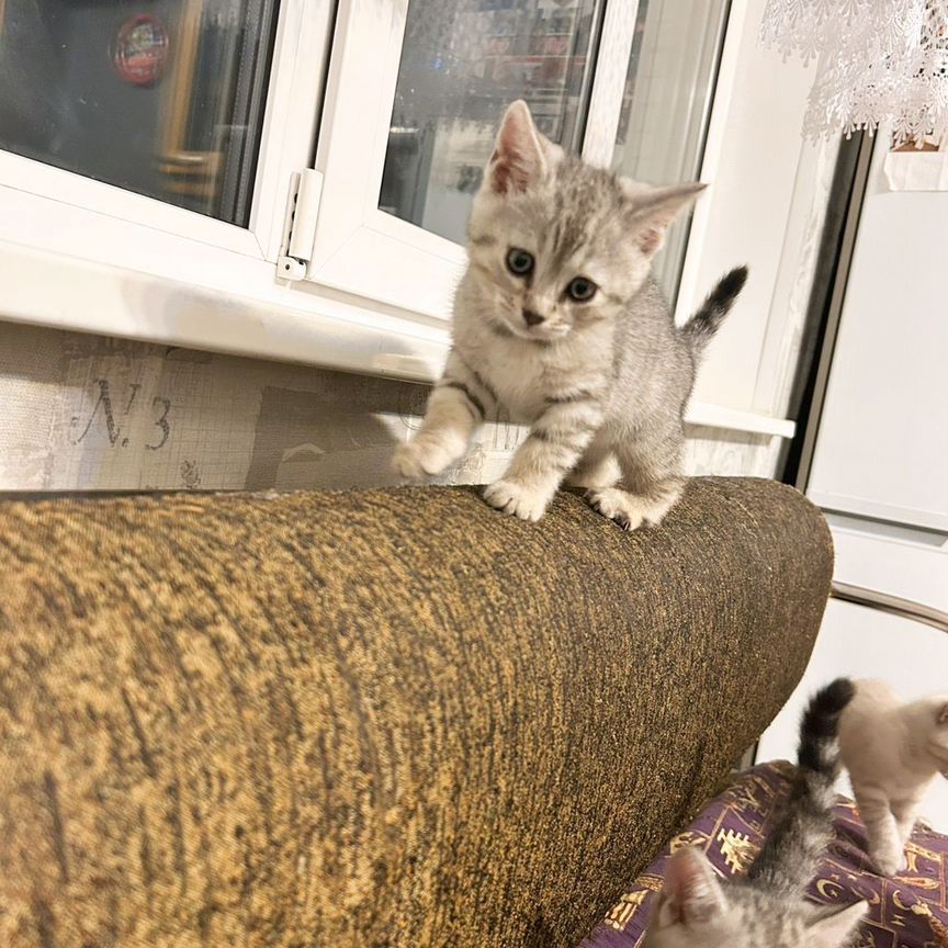 Котята смесь британки и шотланца