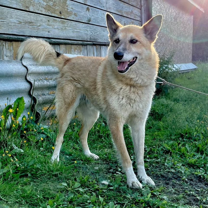 Собака в добрые руки отдам бесплатно