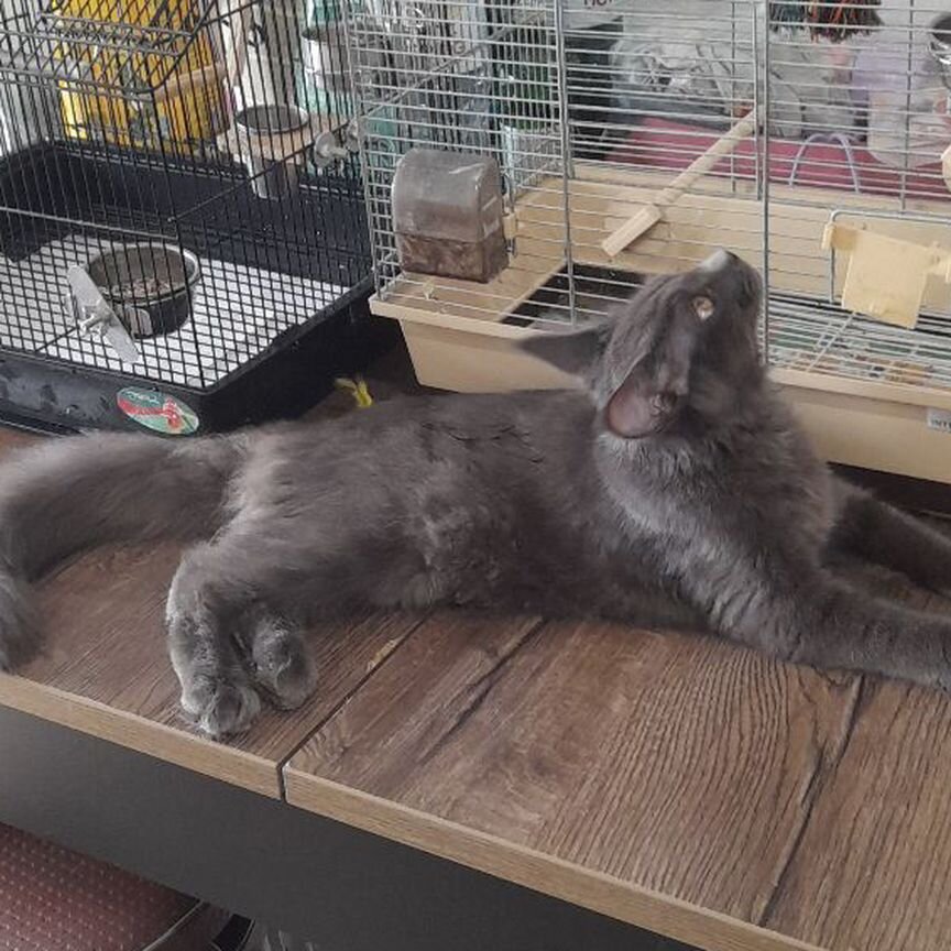 Попугай неразлучники с клеткой