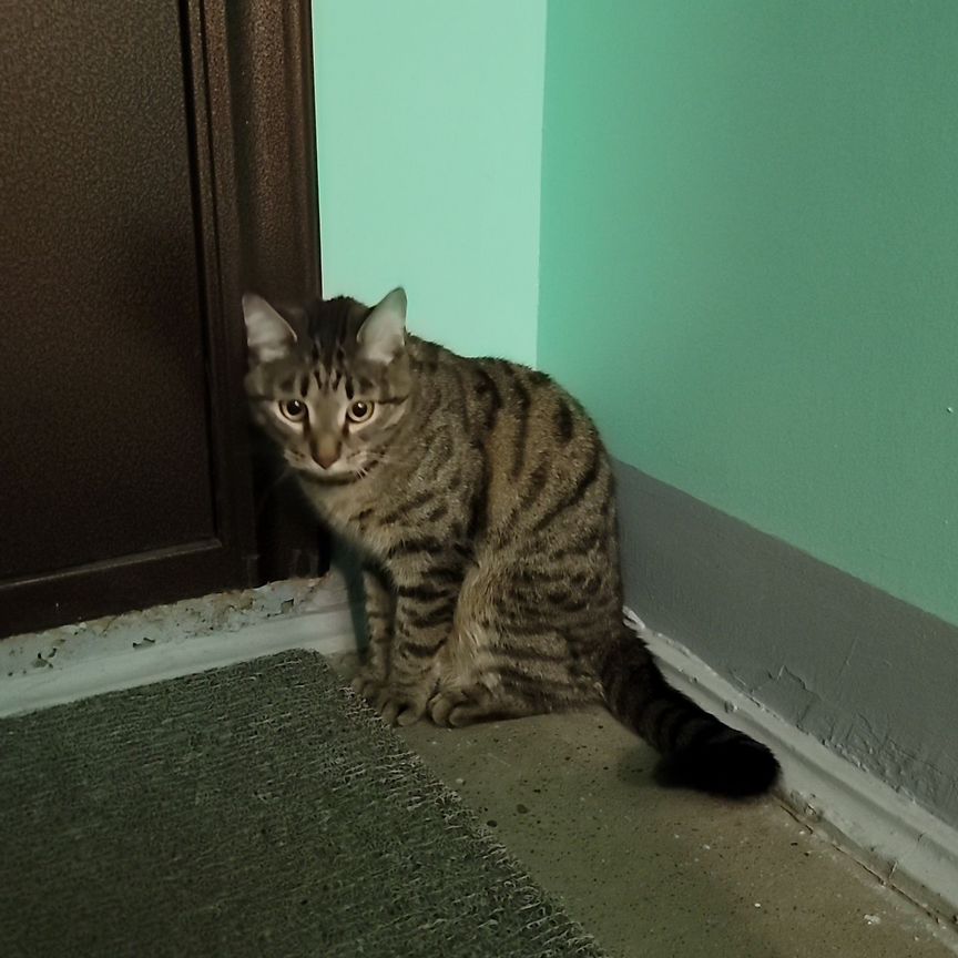 Котики бесплатно ищет дом