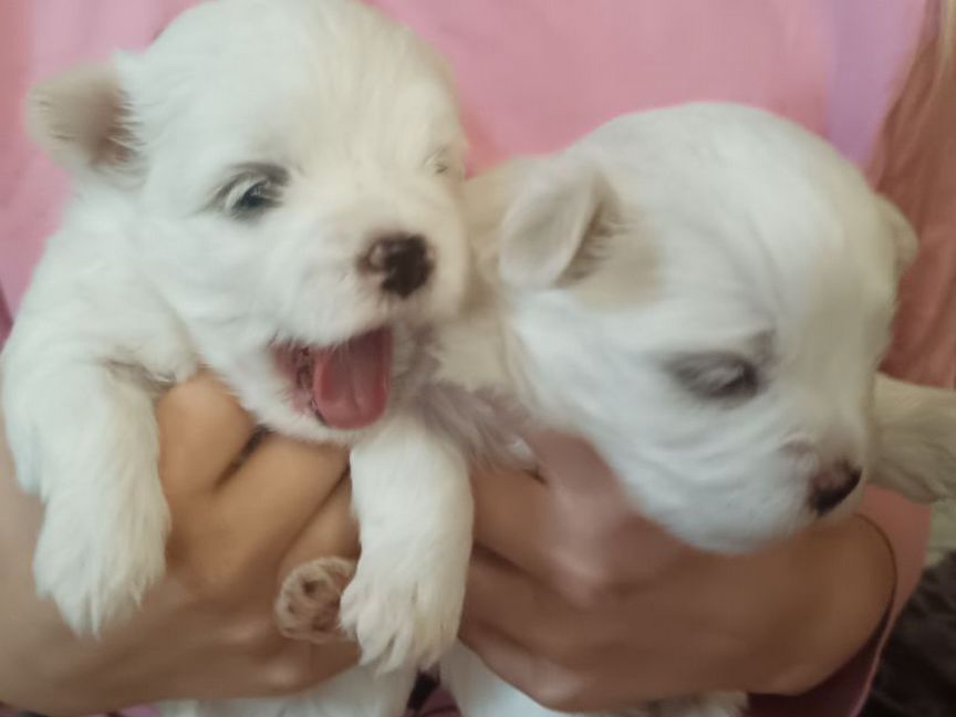 Мальтезе(мальтийская болонка мини)