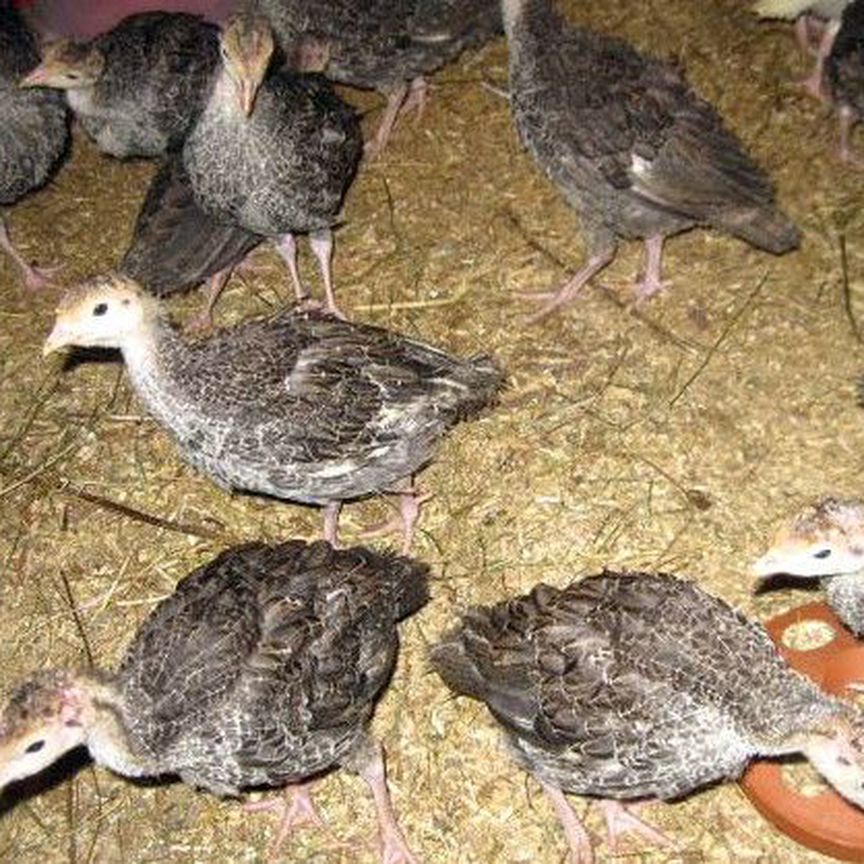 Цыплята цесарки