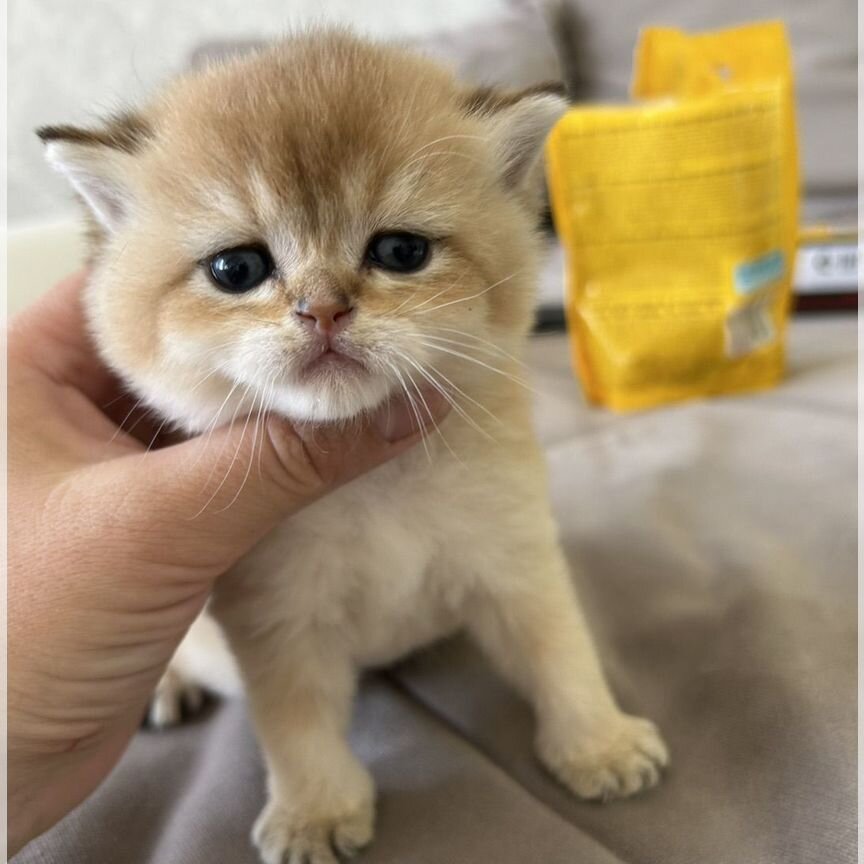 Котик