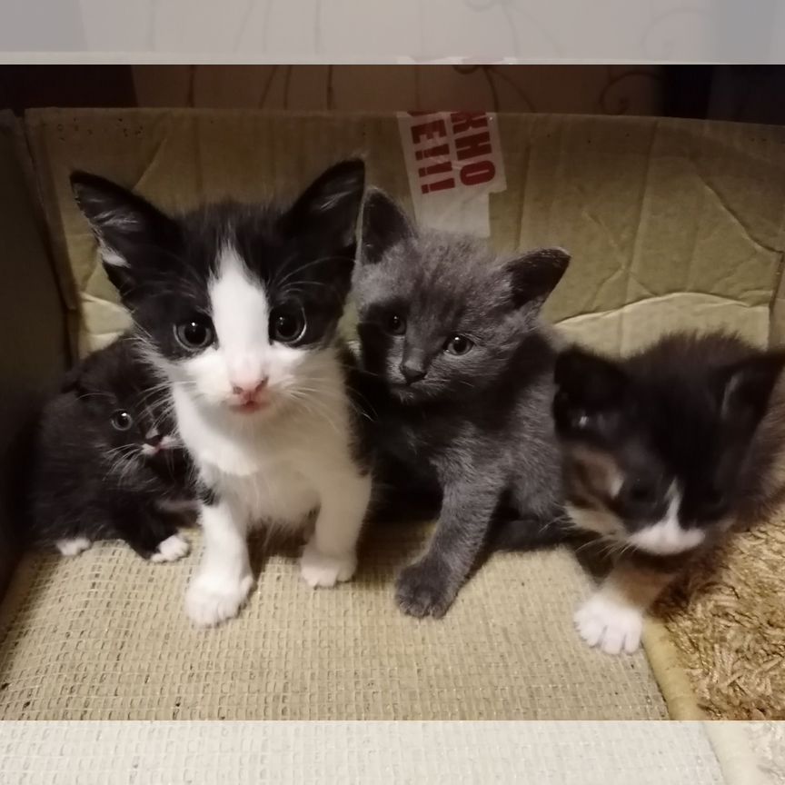 Котёнок в добрые руки