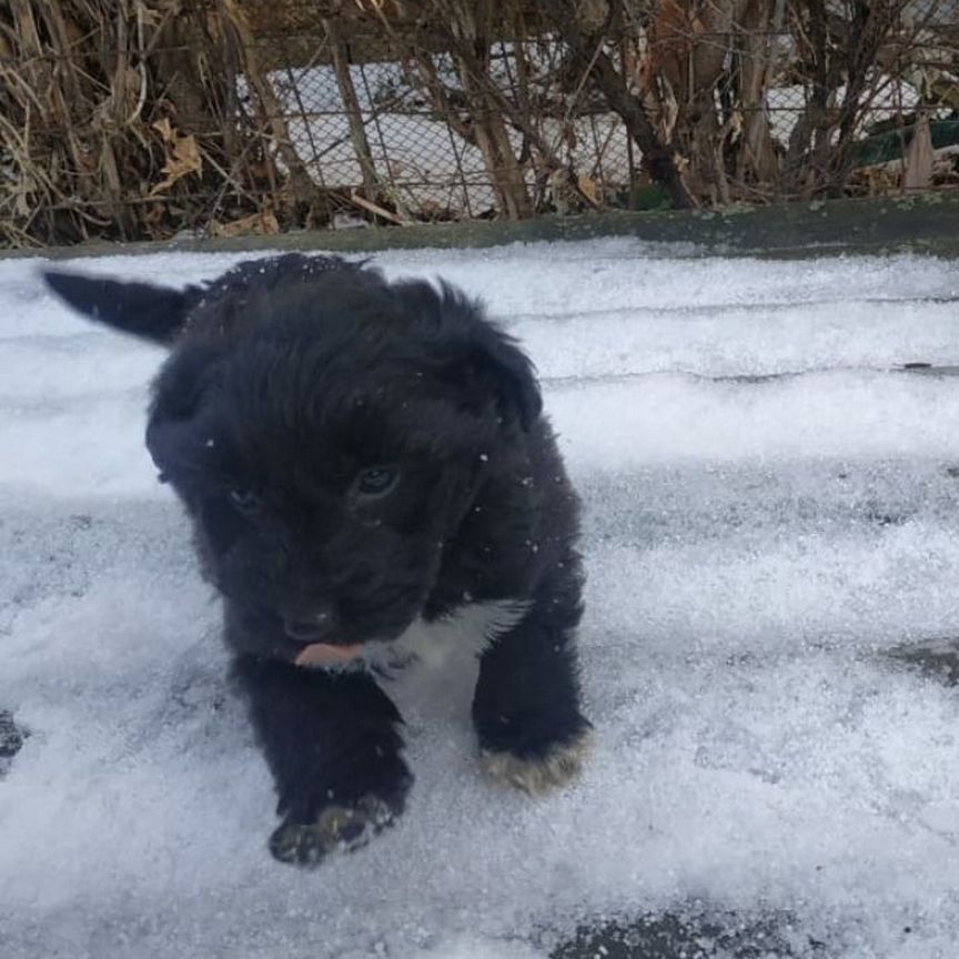 Щенок в добрые руки мальчик