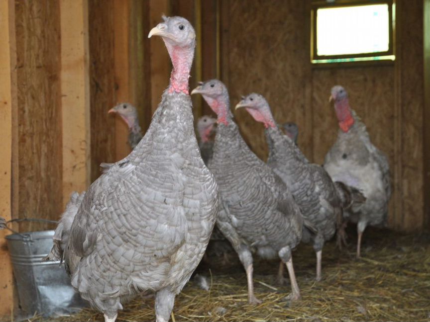 Индюки индюшки