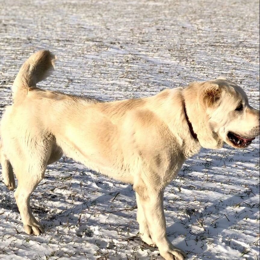 Случка алабай