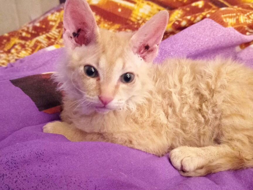 Сфинкс котенок