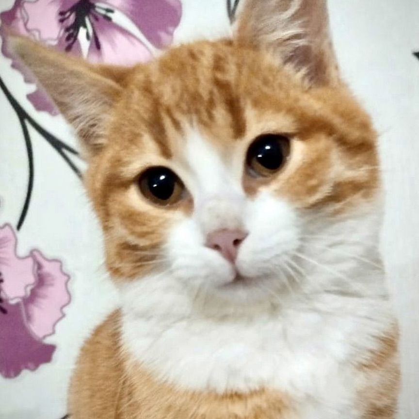 Котенок Персик в добрые руки