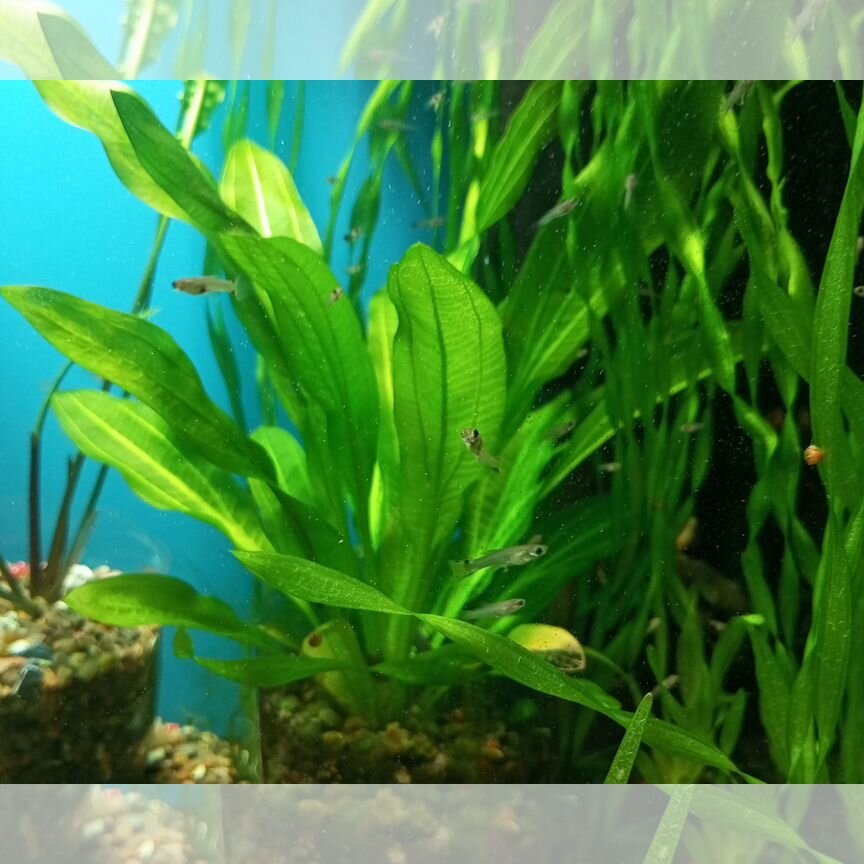 Эхинодорус Амазонка для большого аквариума