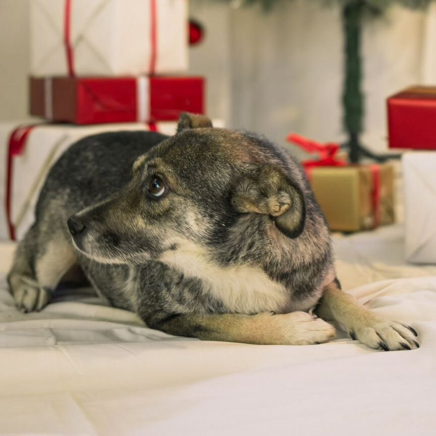 Чапа ждёт Новогоднего чуда