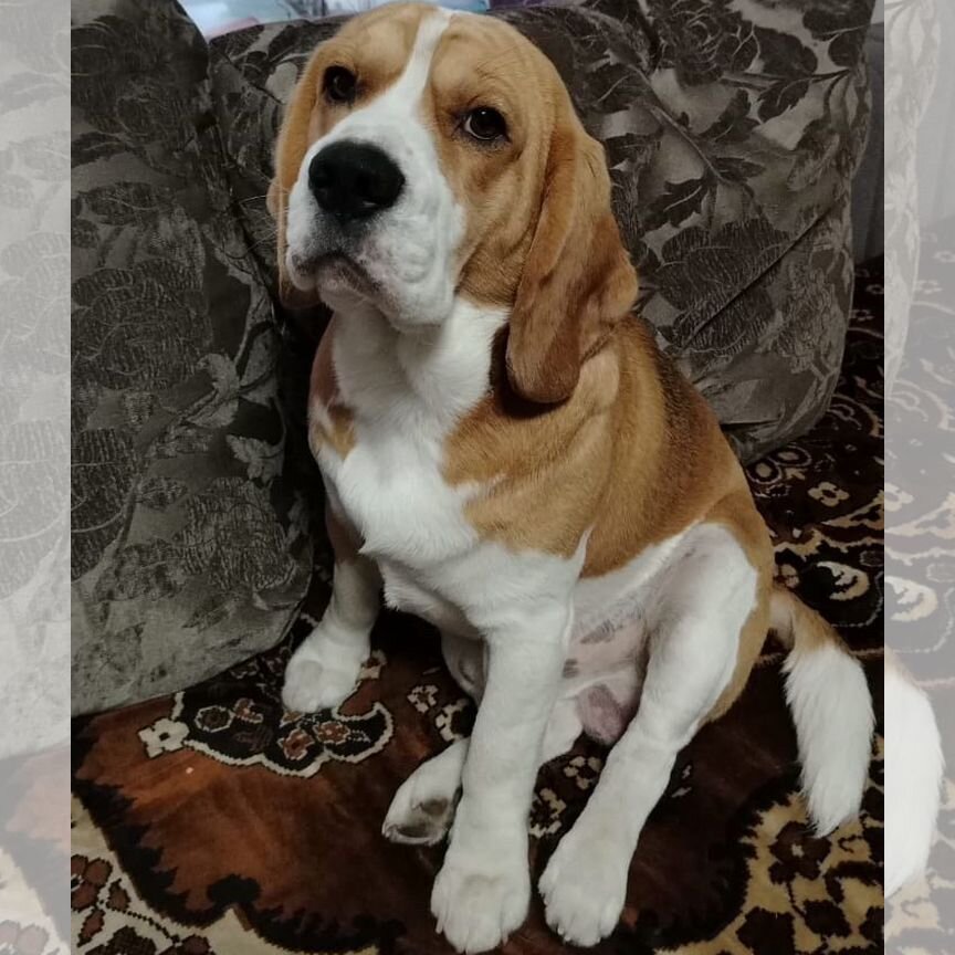 Щенки бигль