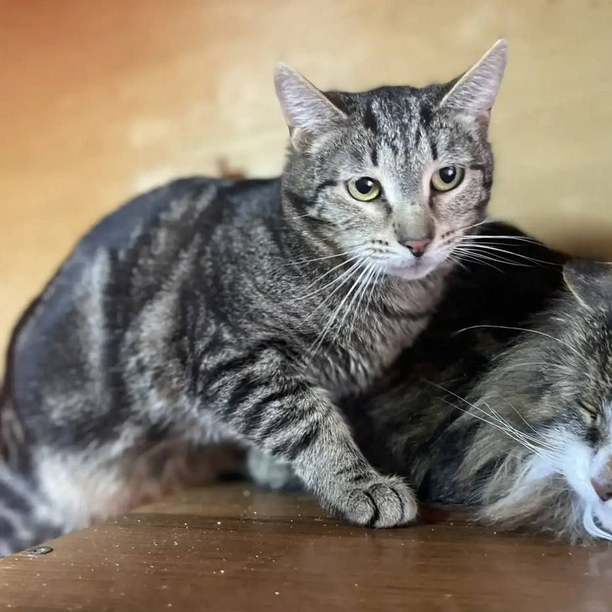 Взрослая, кошка в добрые руки