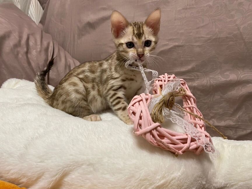 Бенгальские котята