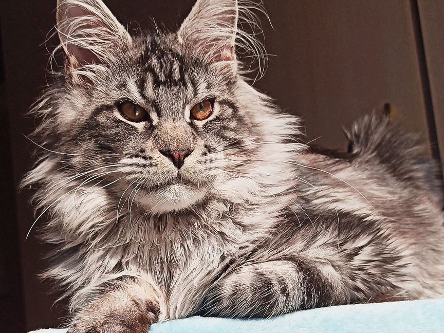 Котик мейн-кун, 5 месяцев