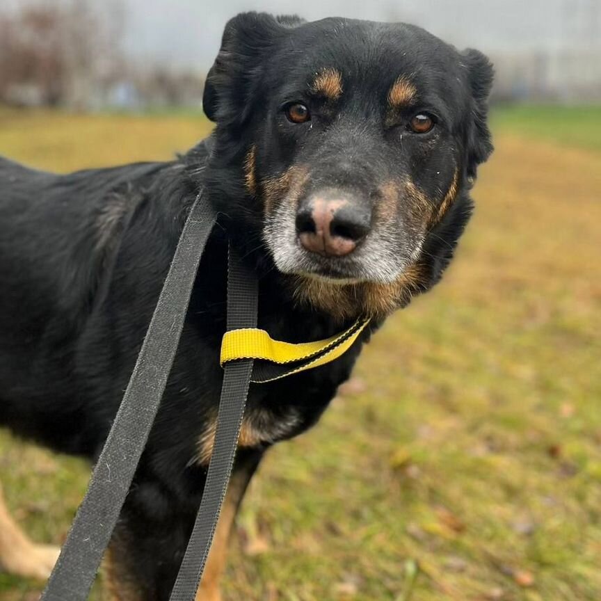 Взрослая собака в добрые руки