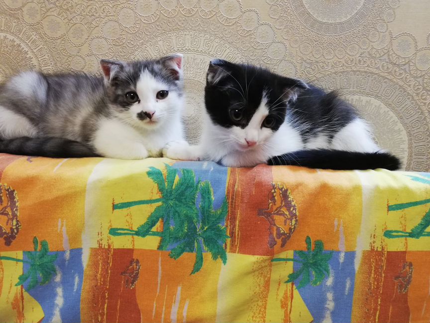 Вислоухие котята в добрые руки