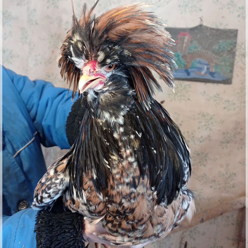 Петух падуан