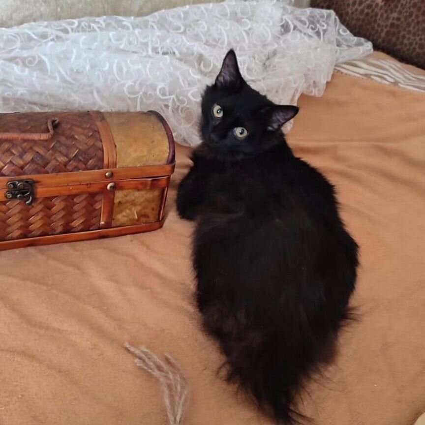 Черный котенок на удачу