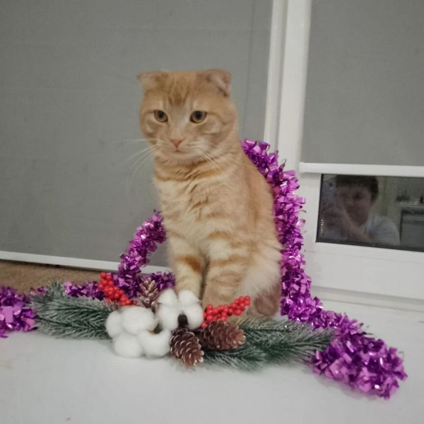 Котик 1 год. SOS