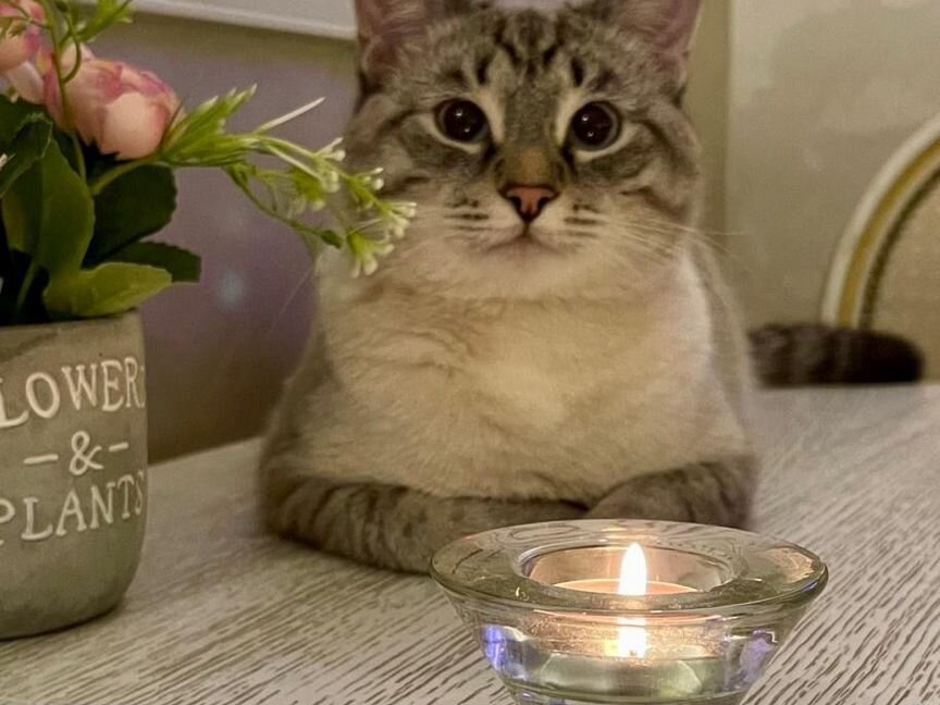 Охос азулес вязка