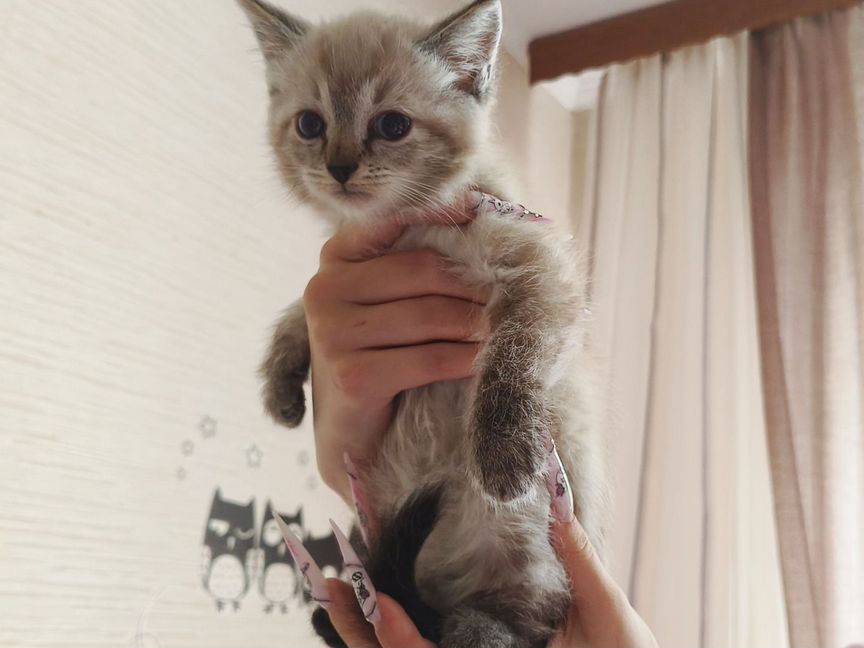 Робкая кошечка Юлия