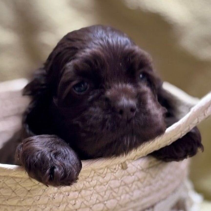 Американский кокер-спаниель, щенок