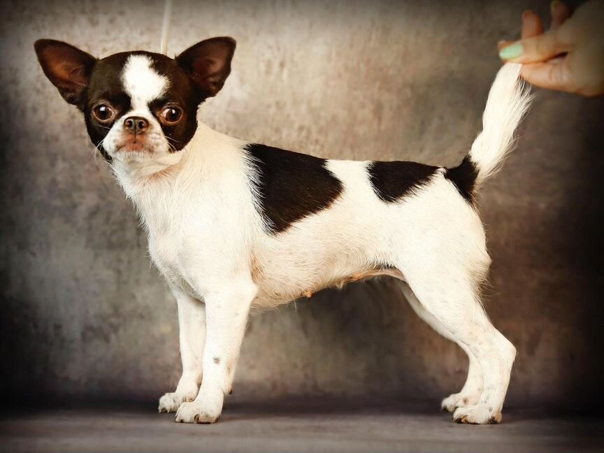 Чихуахуа девочка