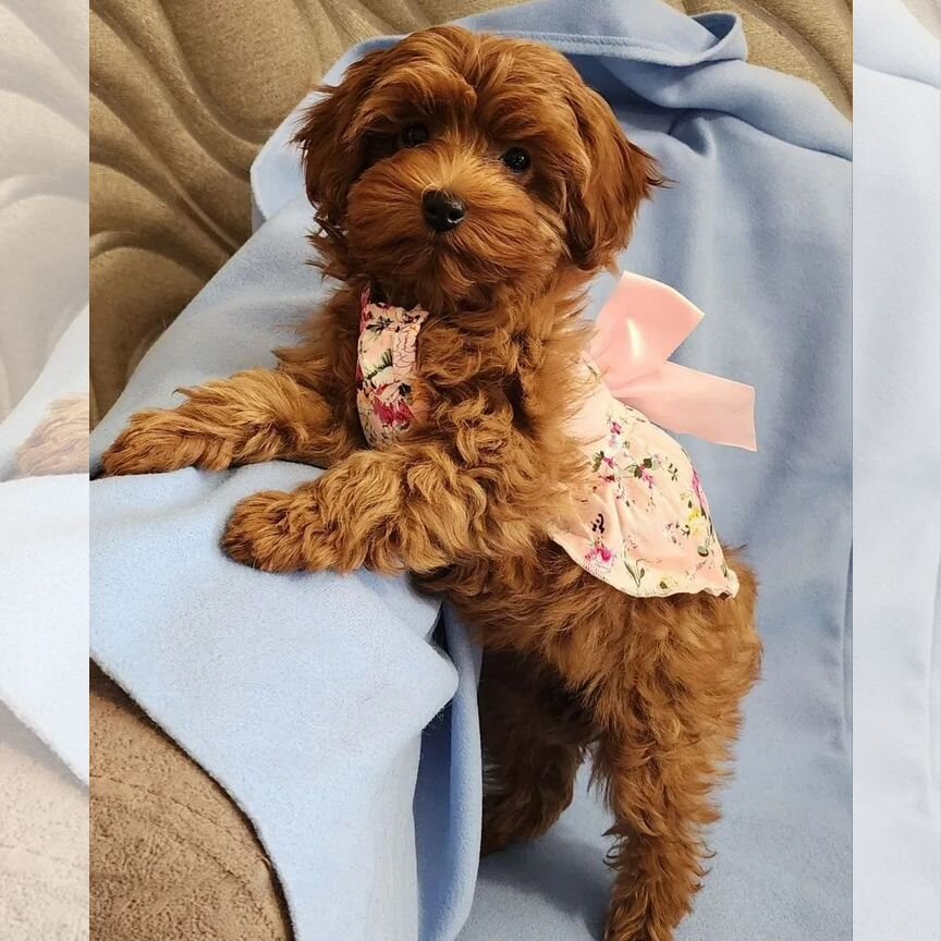 Мальтипу, щенок