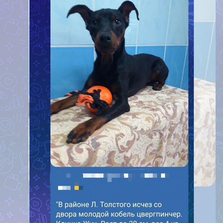 Взрослый пёс в добрые руки