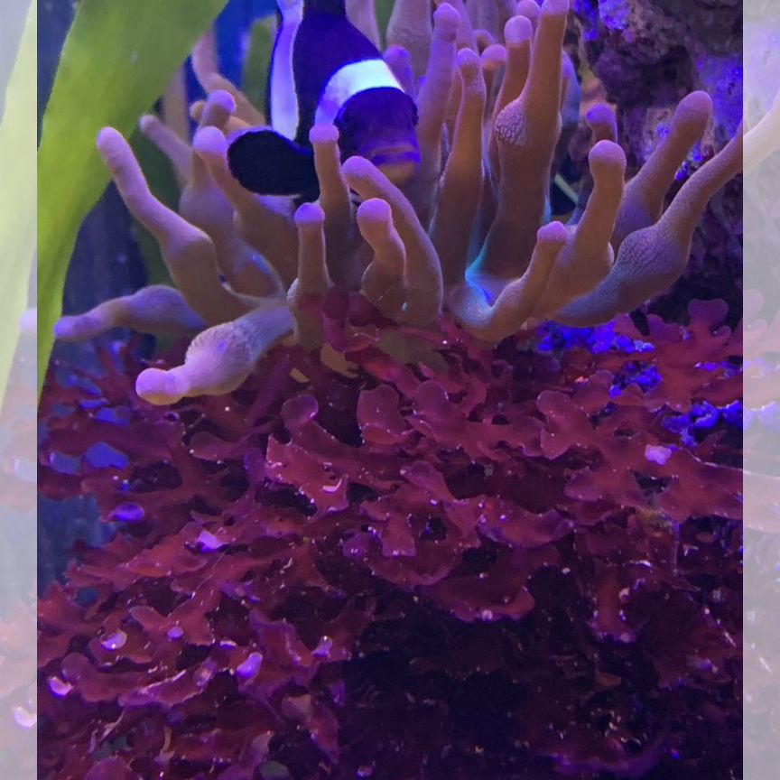 Красные водоросли для морского аквариума