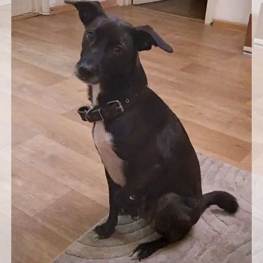 Взрослая собака в добрые руки