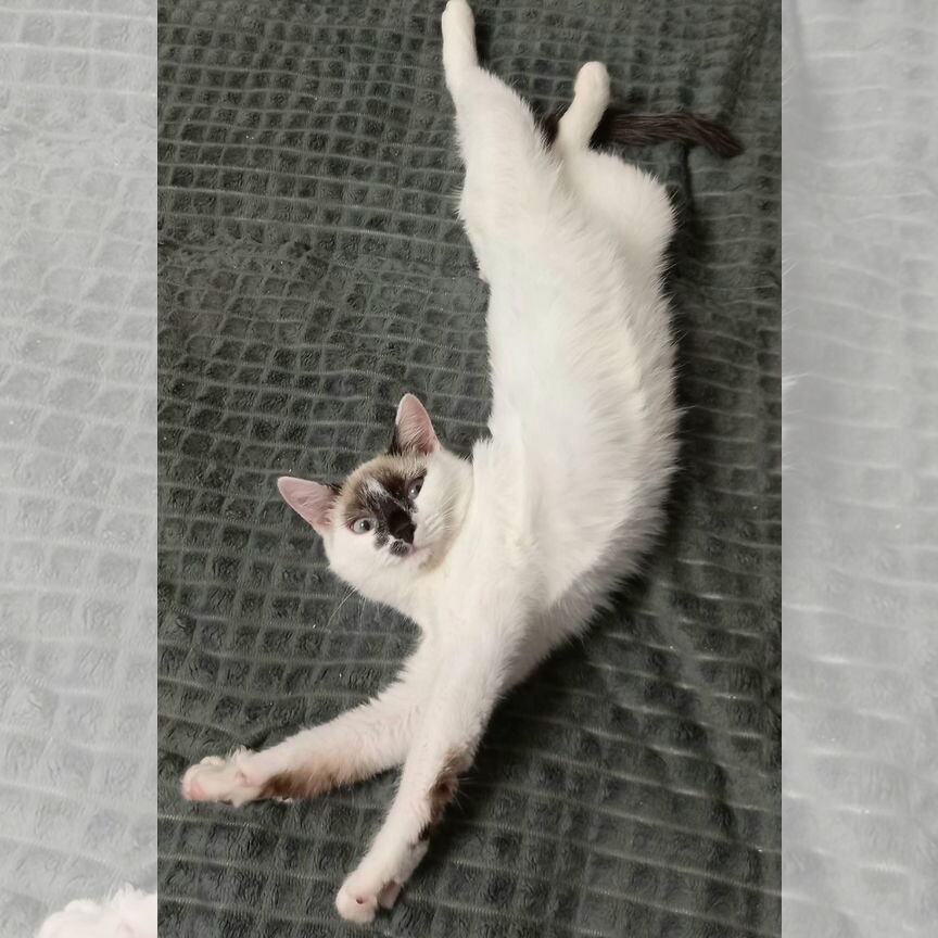 Котёнок в добрые руки