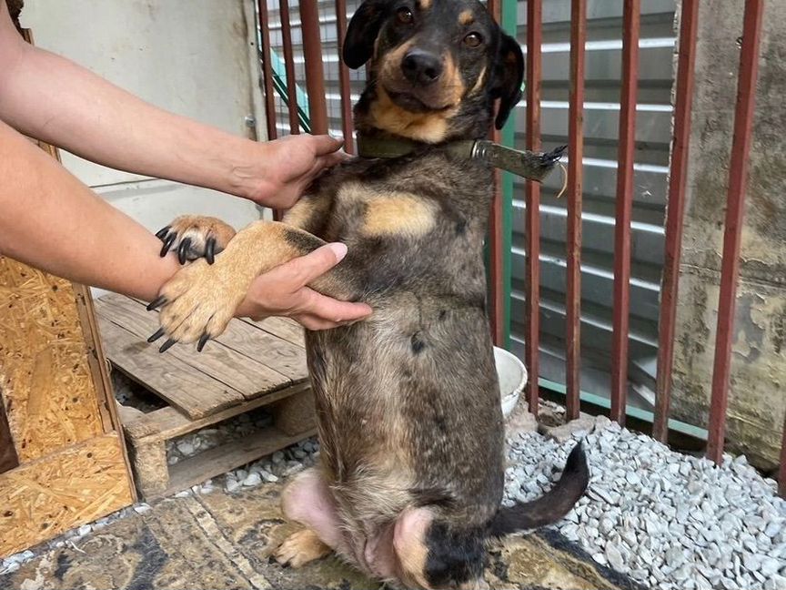 Собачка Глаша в добрые руки