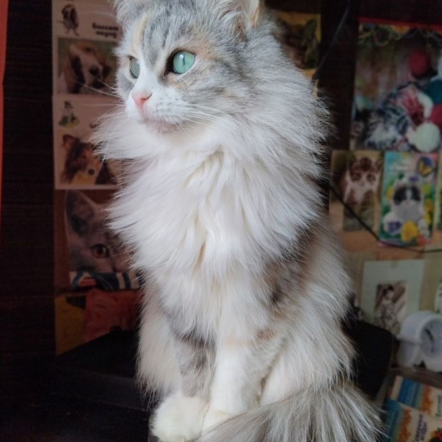 Котик и кошечки